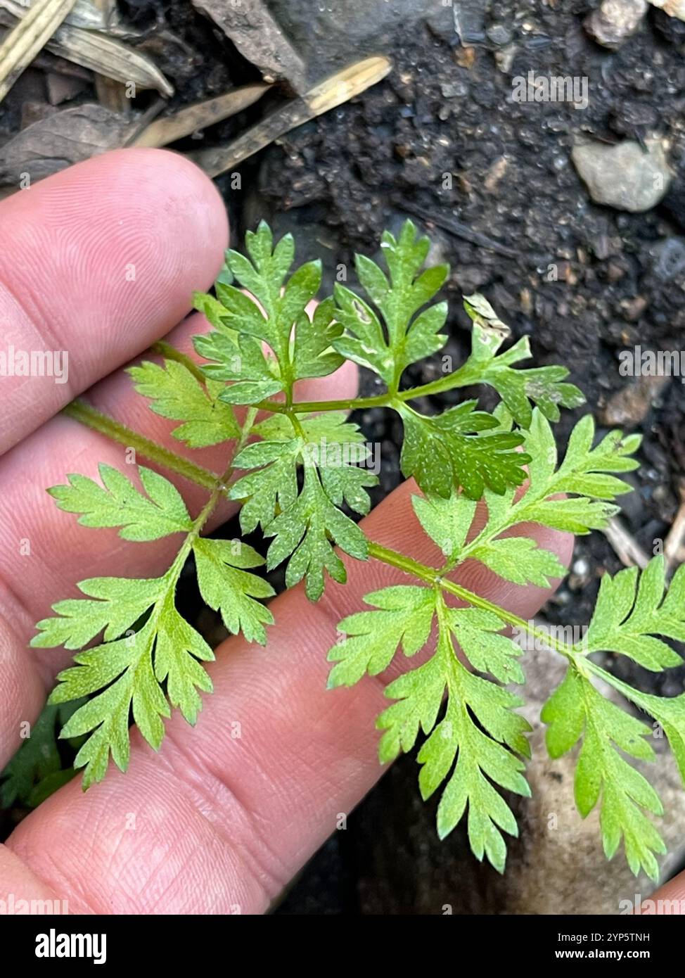 carrot family (Apiaceae Stock Photo - Alamy