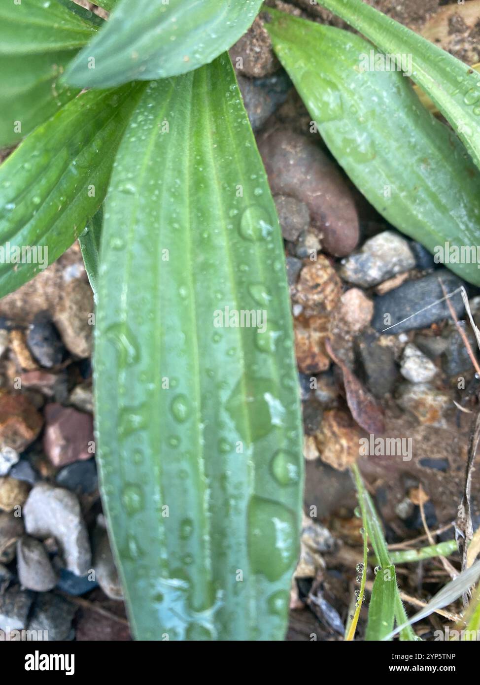 ribwort plantain (Plantago lanceolata Stock Photo - Alamy