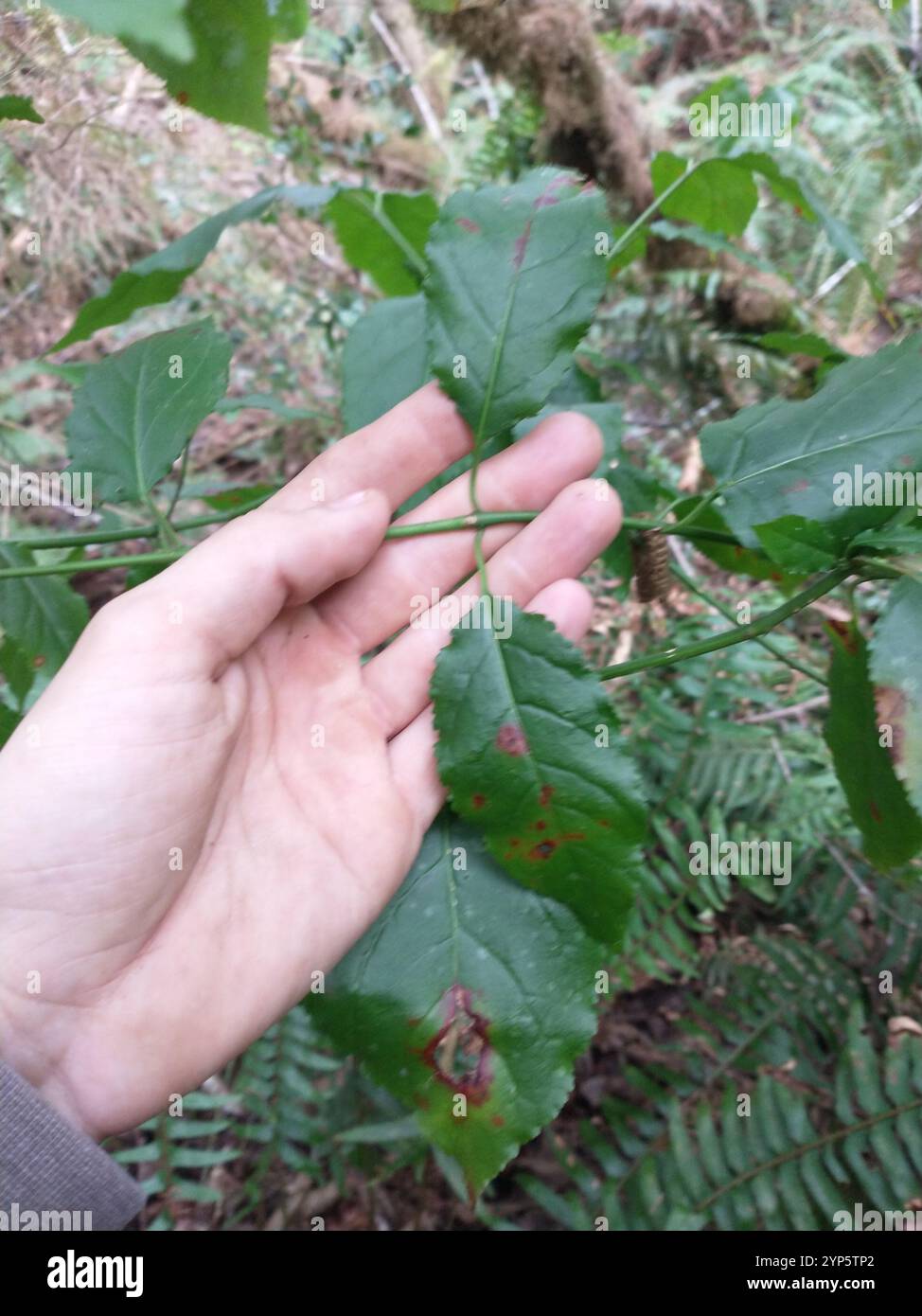 western burning bush (Euonymus occidentalis Stock Photo - Alamy