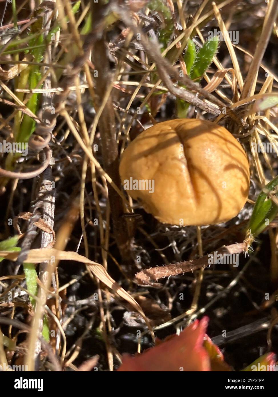 Mulch Fieldcap (Agrocybe putaminum Stock Photo - Alamy