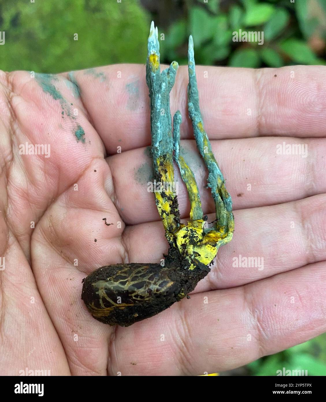 Trichocomaceae hi-res stock photography and images - Alamy