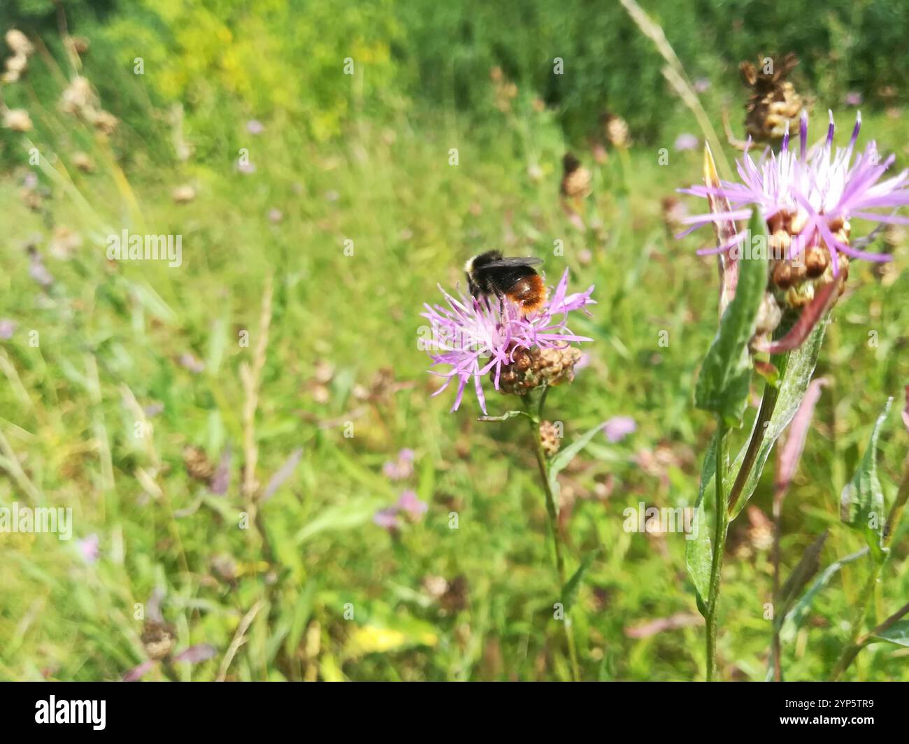 Red-tailed Bumble Bee (Bombus lapidarius Stock Photo - Alamy