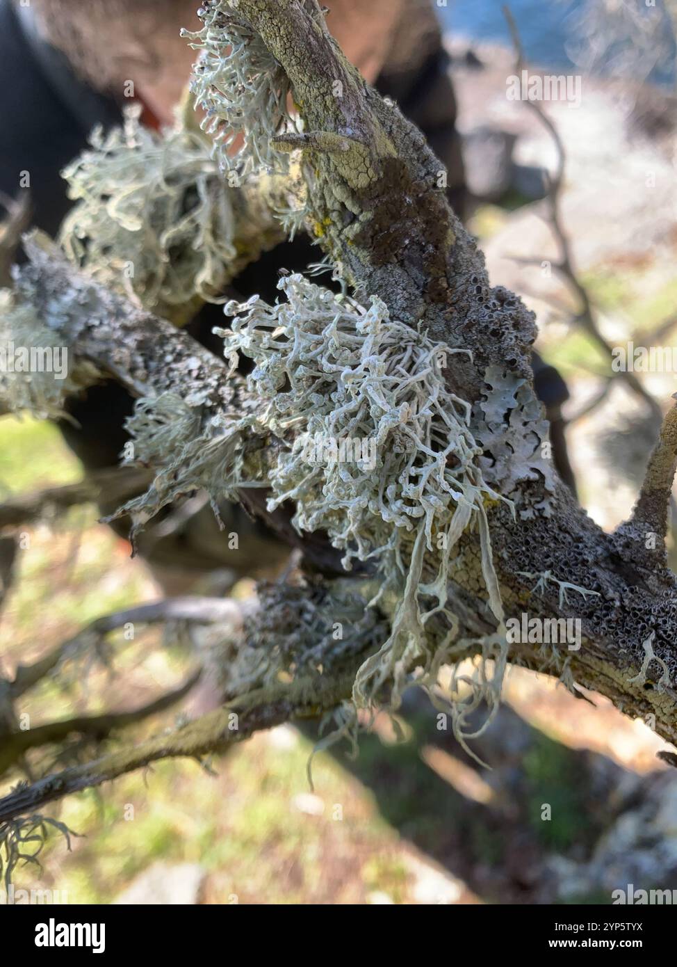 Powdery Sea-Fog Lichen (Niebla cephalota Stock Photo - Alamy
