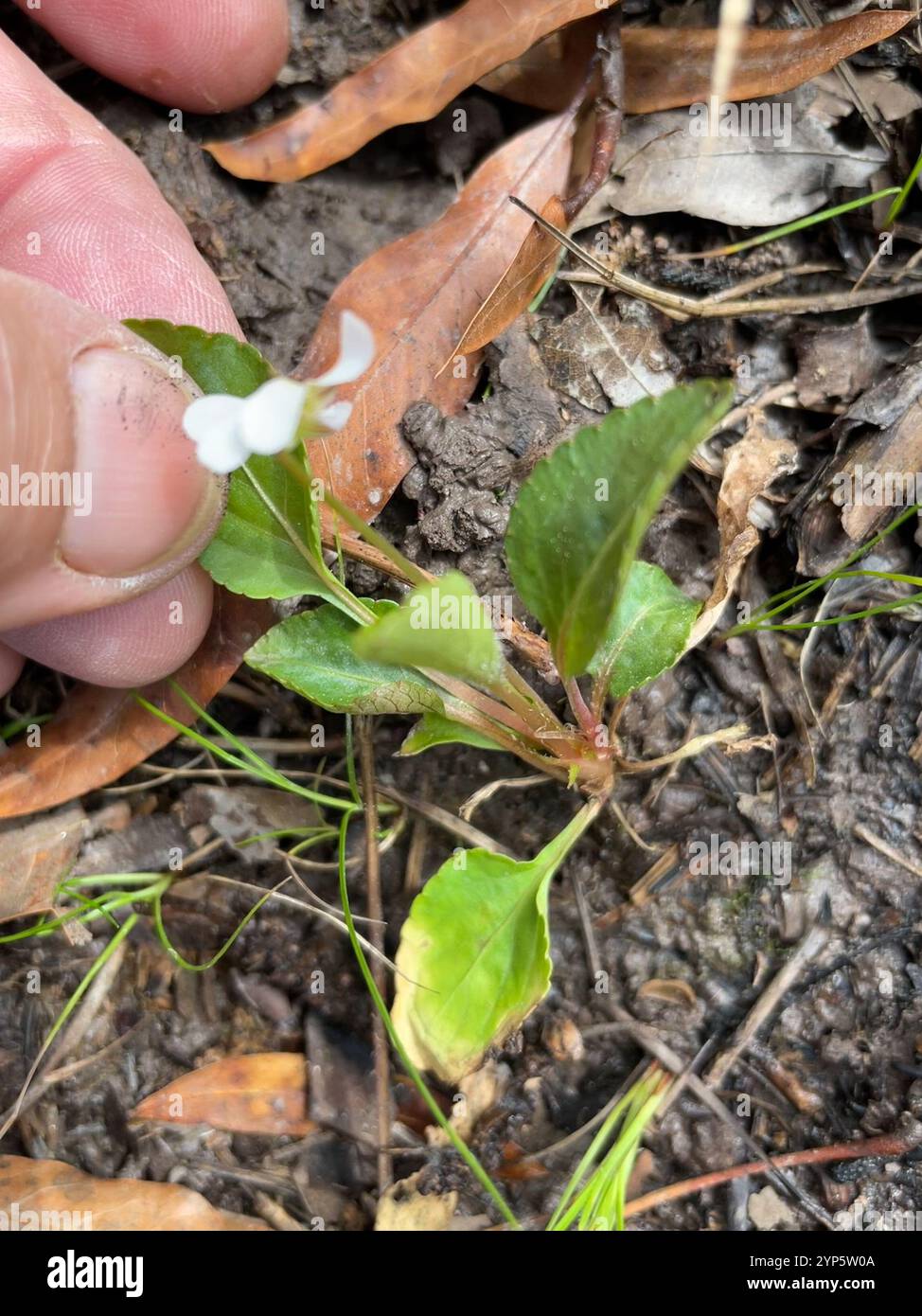 primrose-leaved violet (Viola primulifolia Stock Photo - Alamy