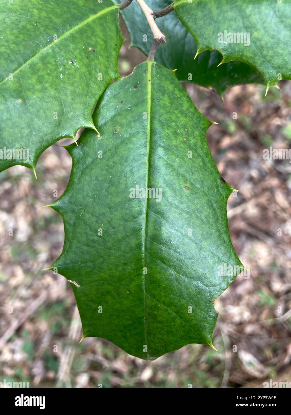 American holly (Ilex opaca Stock Photo - Alamy