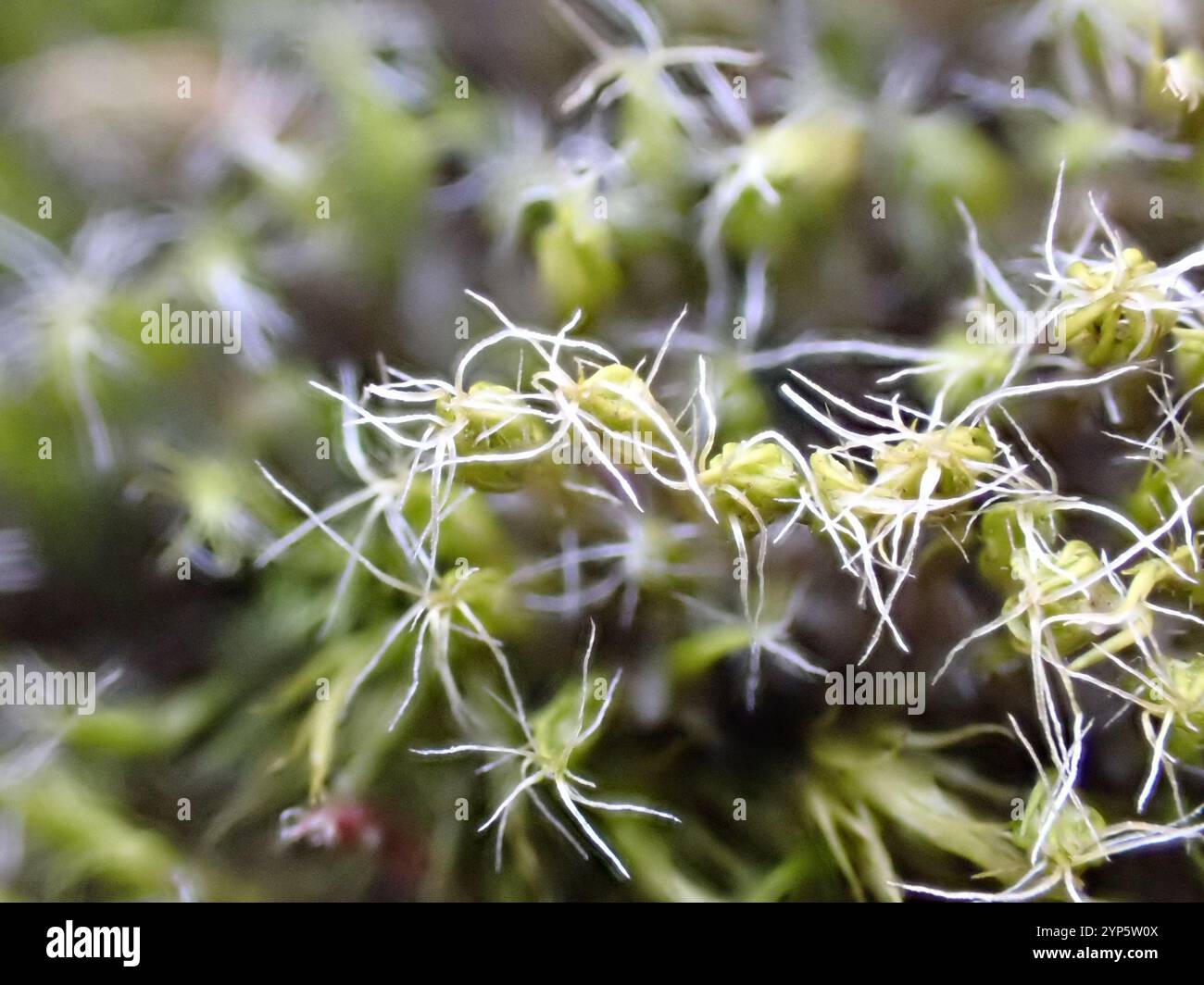 Heath Star-moss (Campylopus introflexus Stock Photo - Alamy