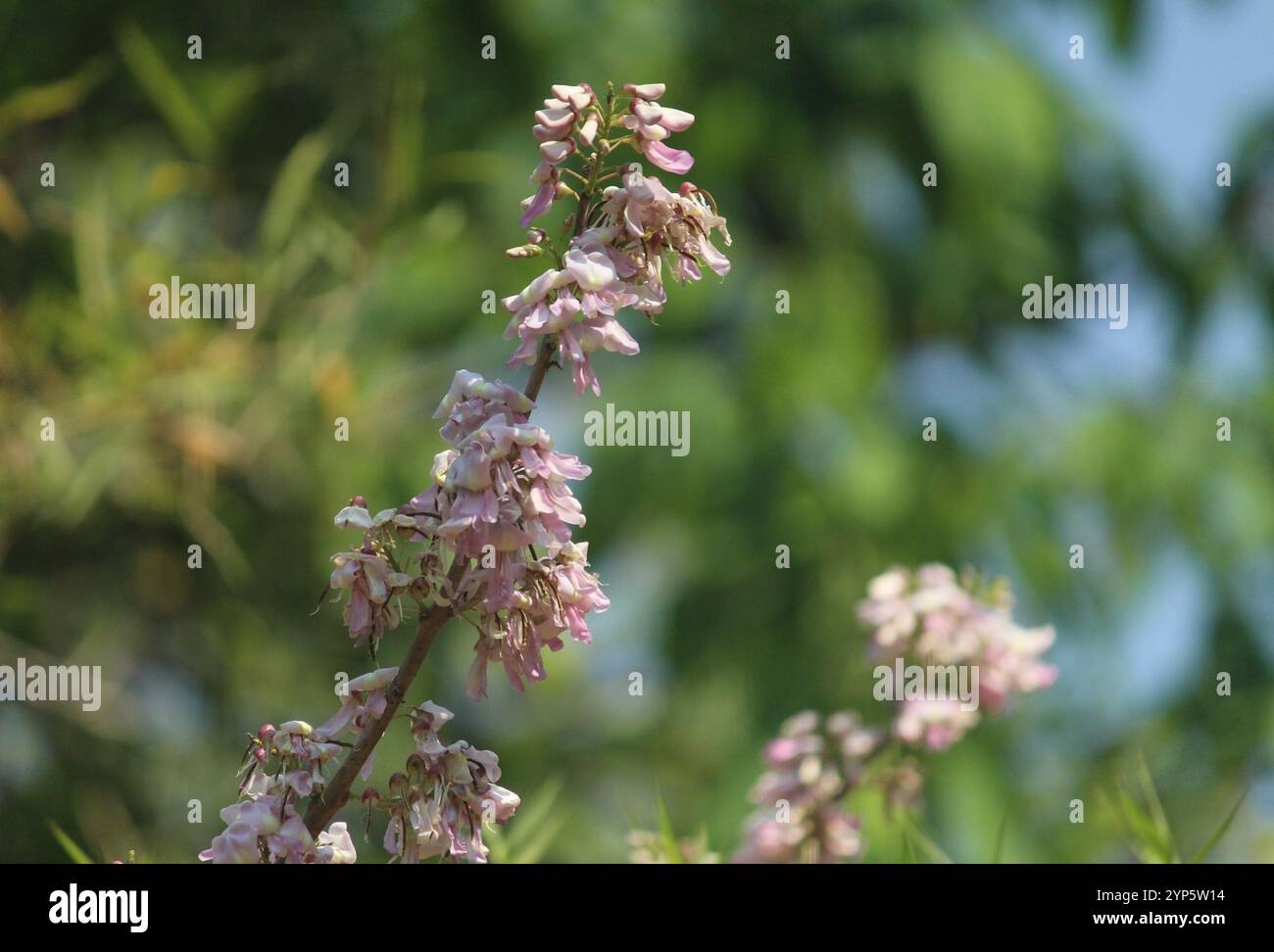 Fence Post Tree (Gliricidia sepium Stock Photo - Alamy