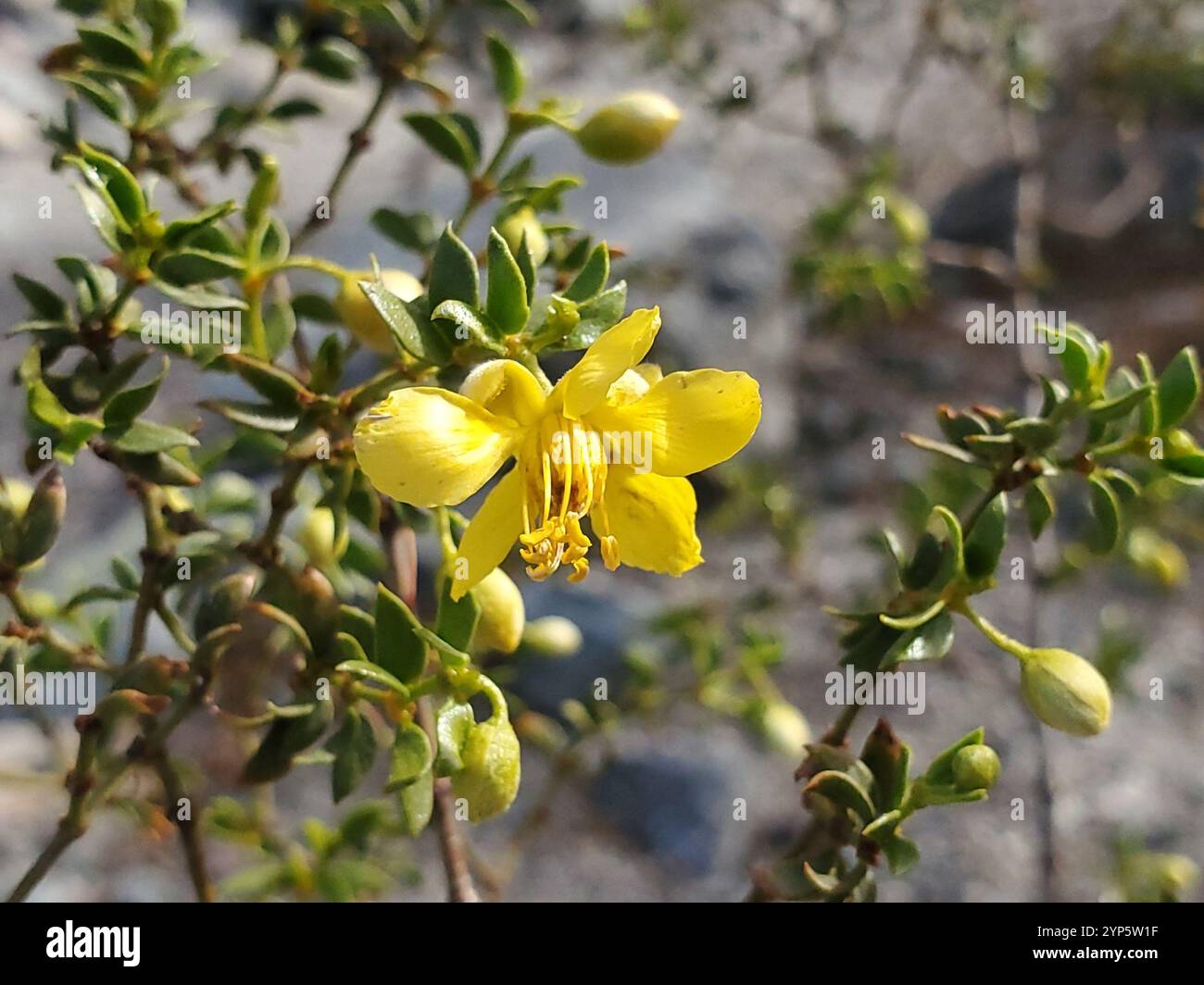 Creosote Bush (Larrea tridentata Stock Photo - Alamy