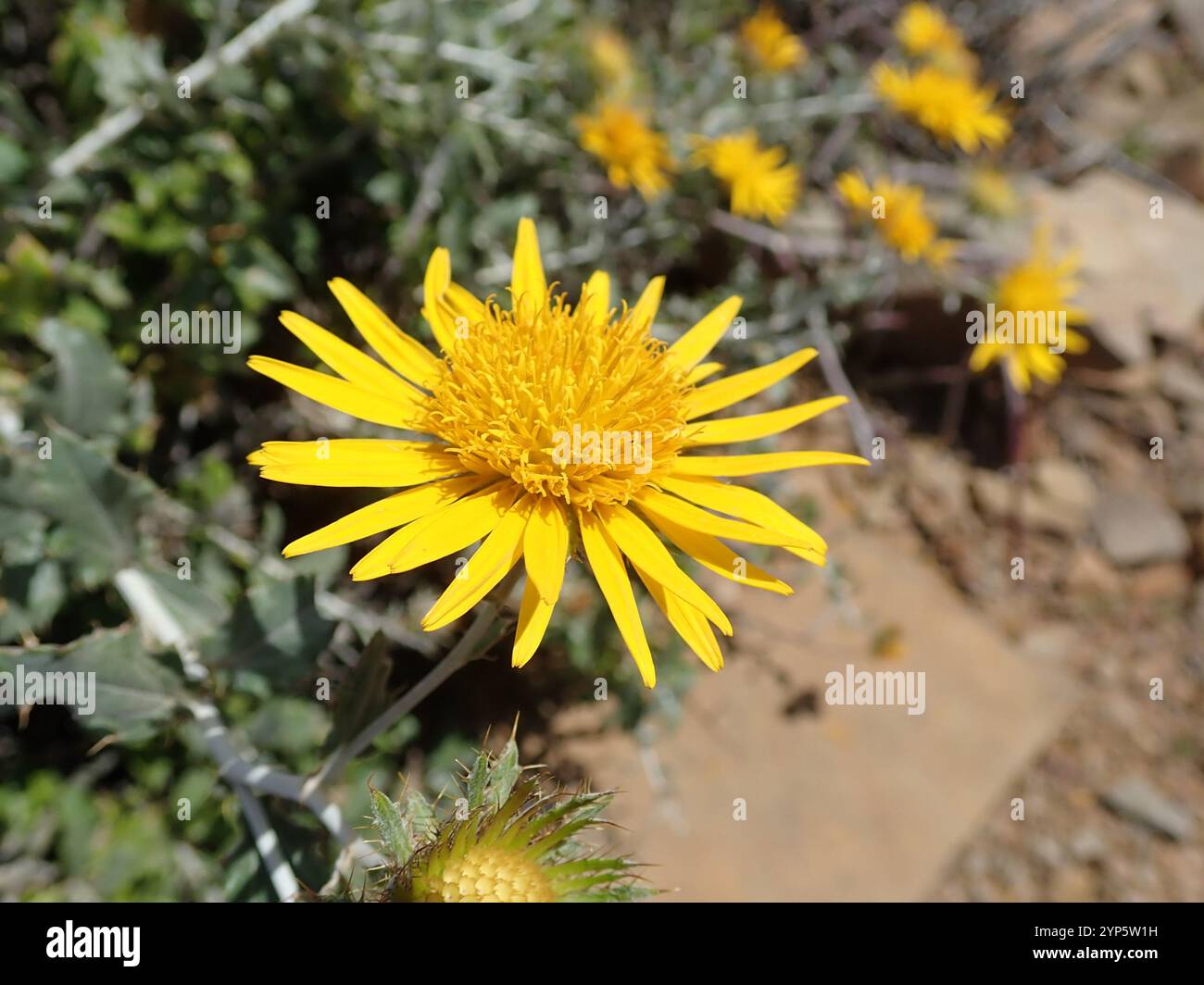Grey African Thistle (Berkheya fruticosa Stock Photo - Alamy
