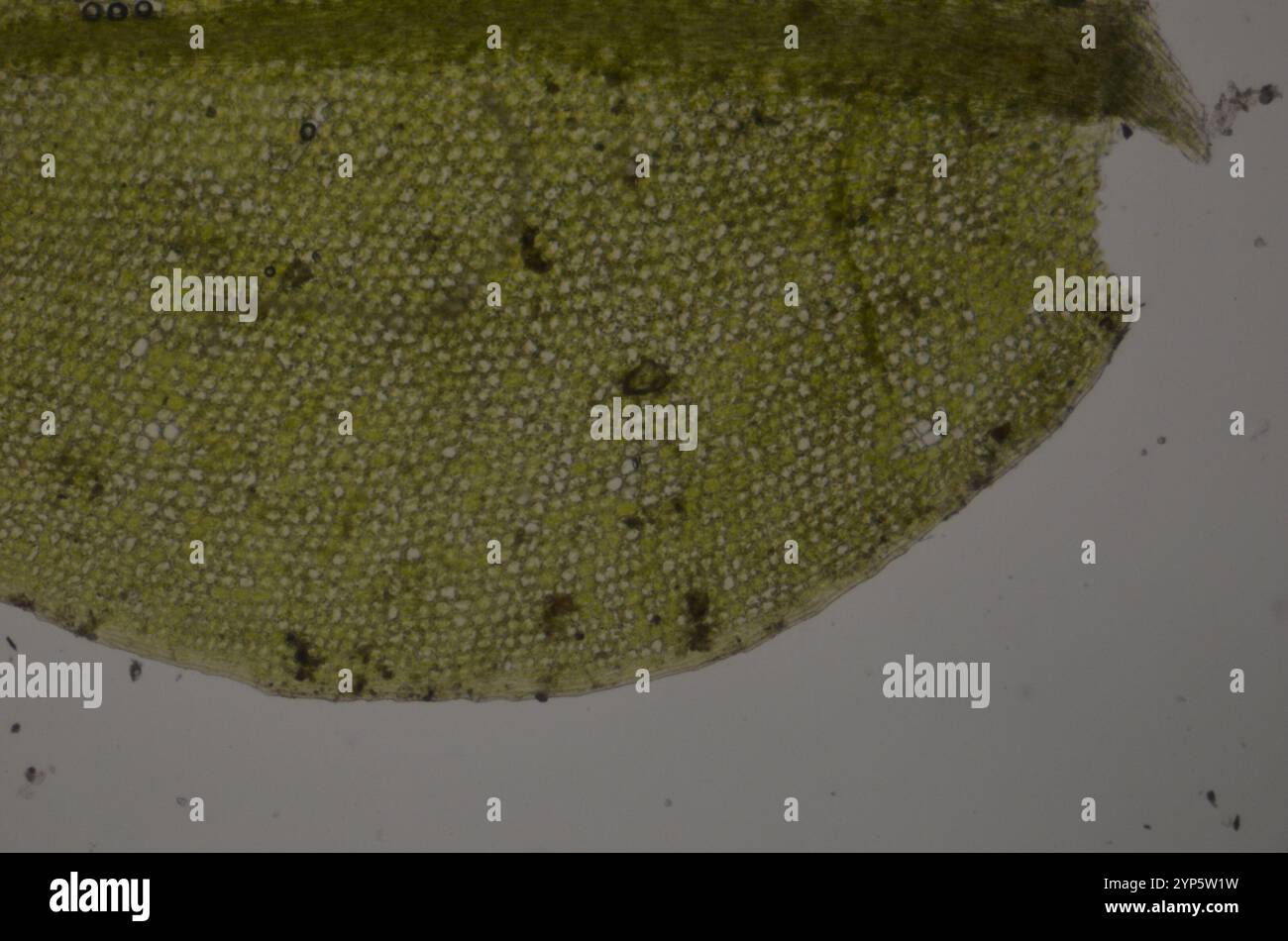 Long-beaked Thyme-moss (Plagiomnium rostratum Stock Photo - Alamy
