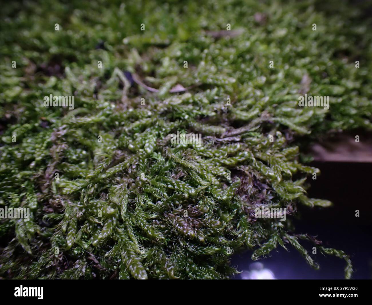 Cypress-leaved Plait-moss (Hypnum cupressiforme cupressiforme Stock ...
