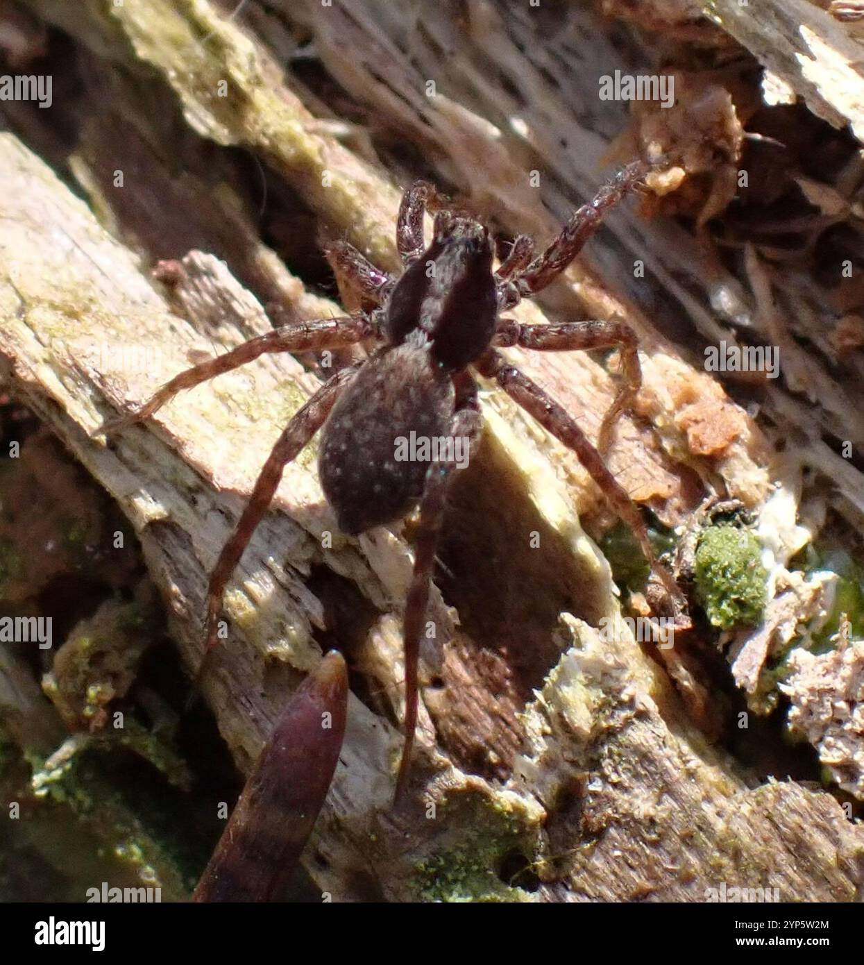 Common Forest Wolf Spider Complex (Pardosa lugubris Stock Photo - Alamy