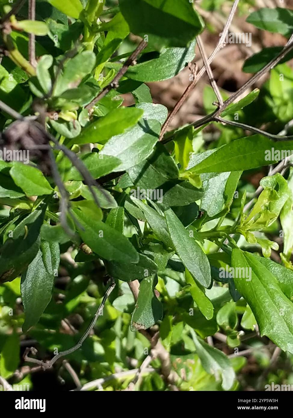 Marsh elders (Iva Stock Photo - Alamy
