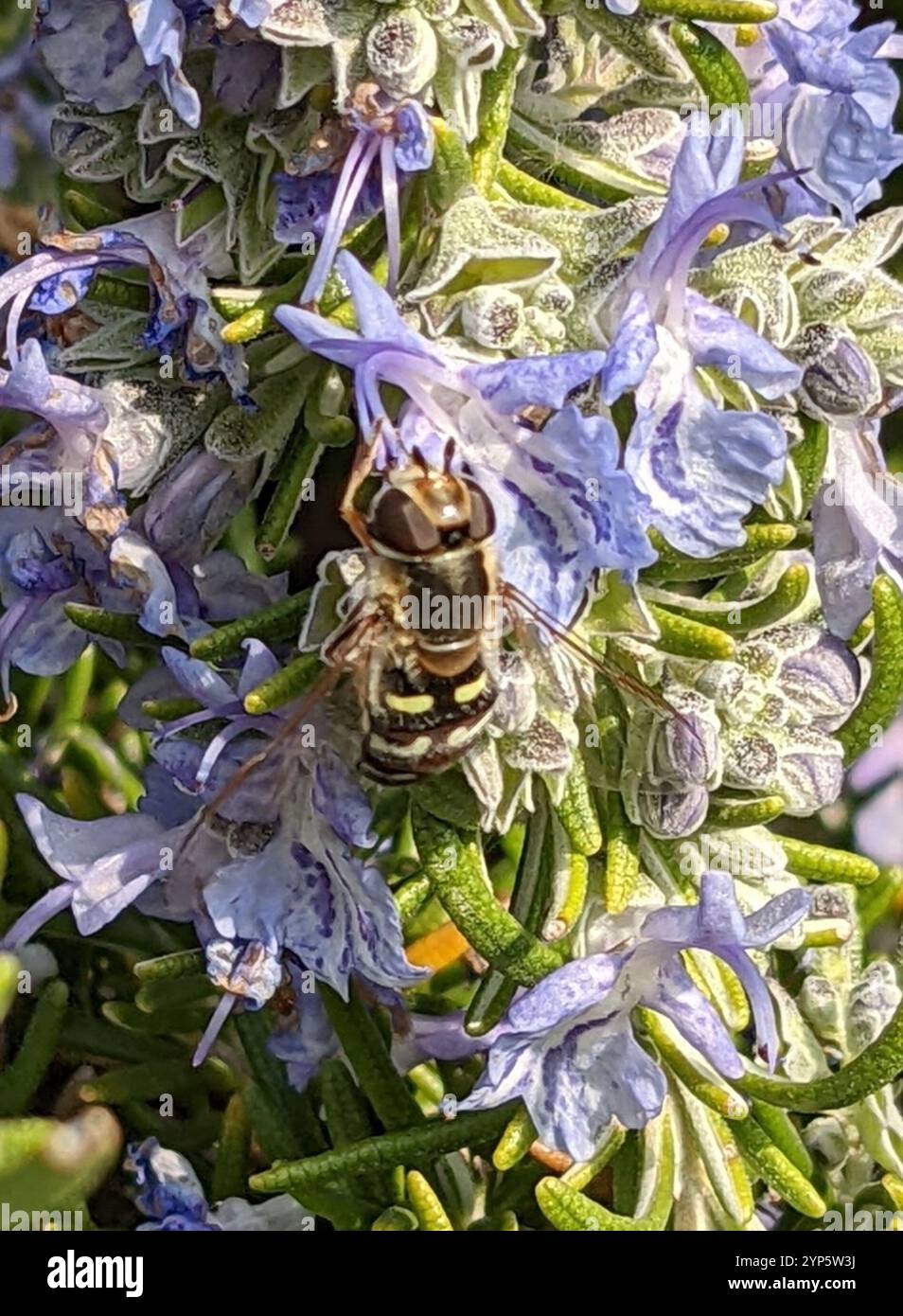Yellow-bowed Smoothwing (Scaeva selenitica Stock Photo - Alamy