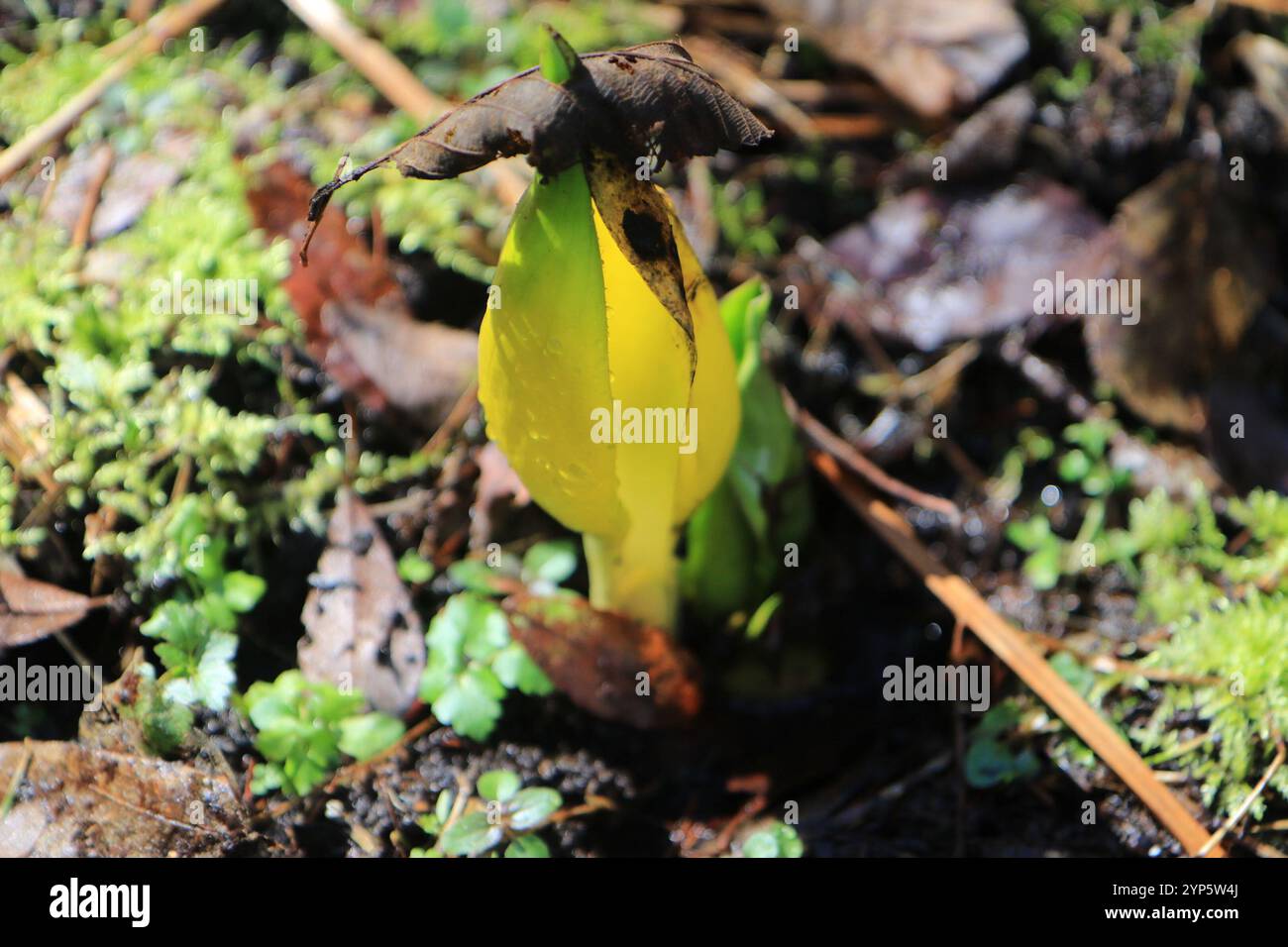 western skunk cabbage (Lysichiton americanus Stock Photo - Alamy