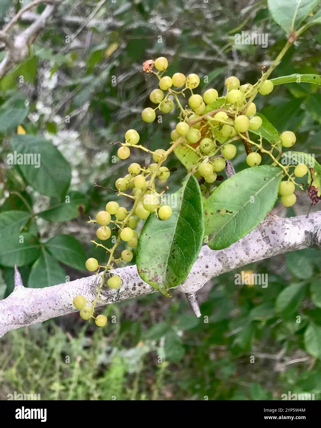 Red Currant-rhus (Searsia chirindensis Stock Photo - Alamy