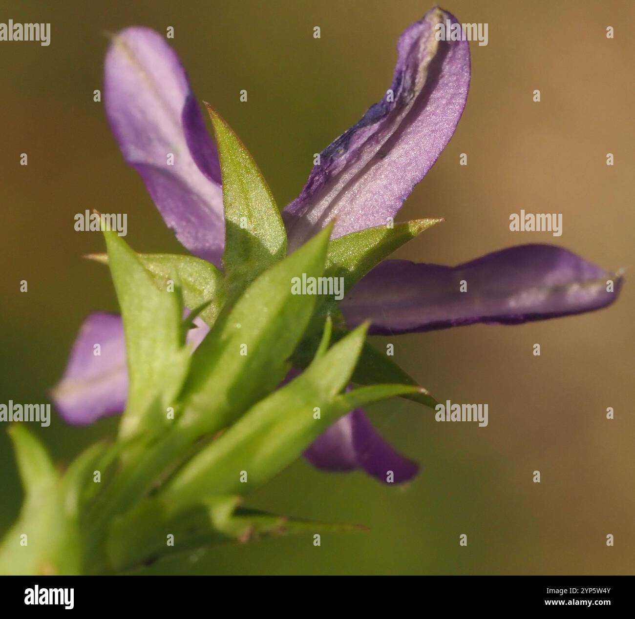 Venus's looking-glass (Triodanis biflora Stock Photo - Alamy