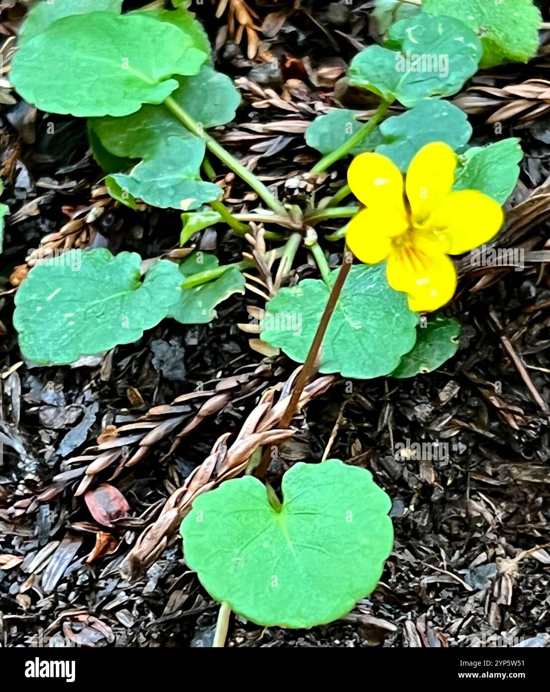 Redwood Violet (Viola sempervirens Stock Photo - Alamy