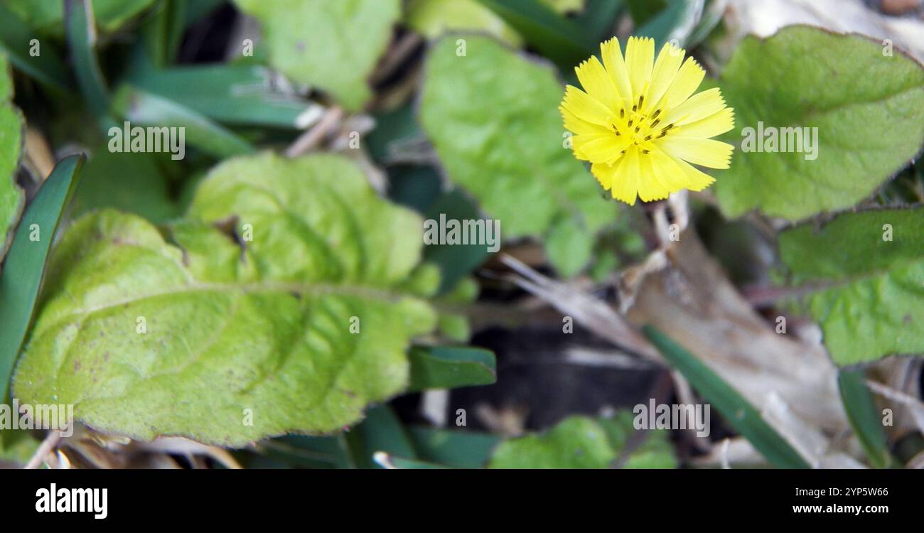 Oriental false hawksbeard (Youngia japonica Stock Photo - Alamy