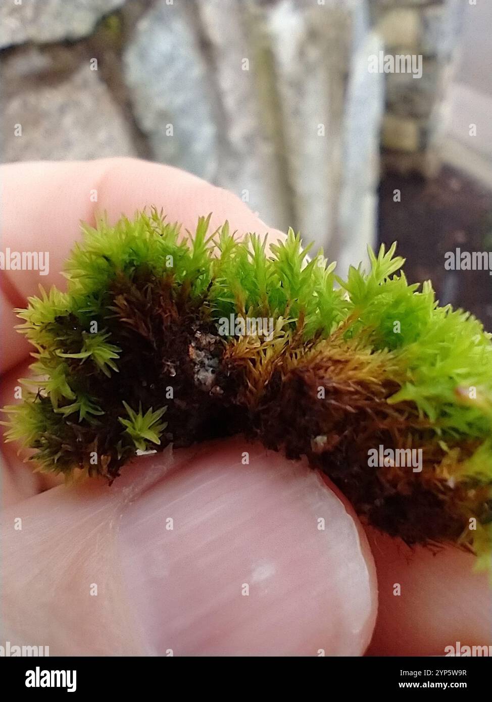 Bird's-Claw Beard-Moss (Barbula unguiculata Stock Photo - Alamy