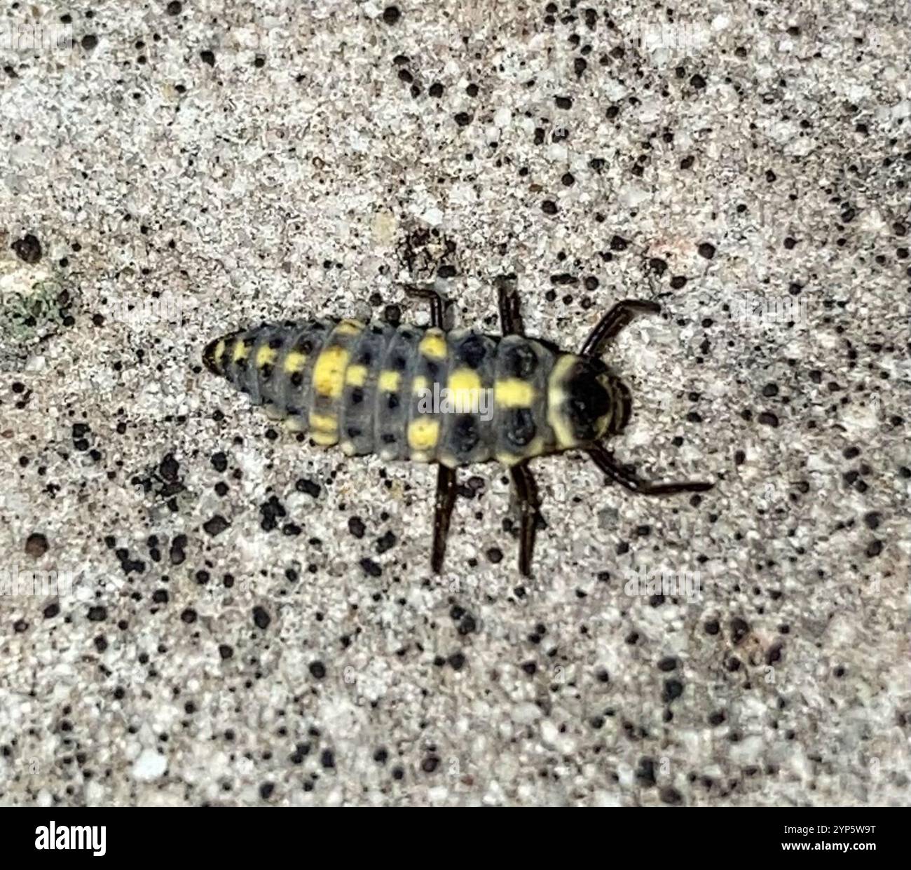 Ashy gray lady beetle hi-res stock photography and images - Alamy