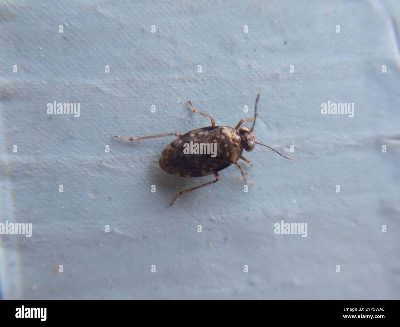 Common Shore Bug (Saldula saltatoria Stock Photo - Alamy