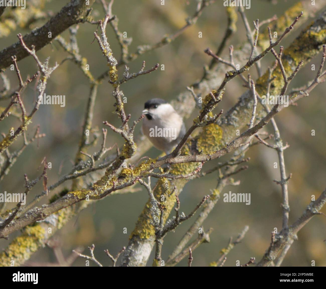 Marsh Tit (Poecile palustris Stock Photo - Alamy