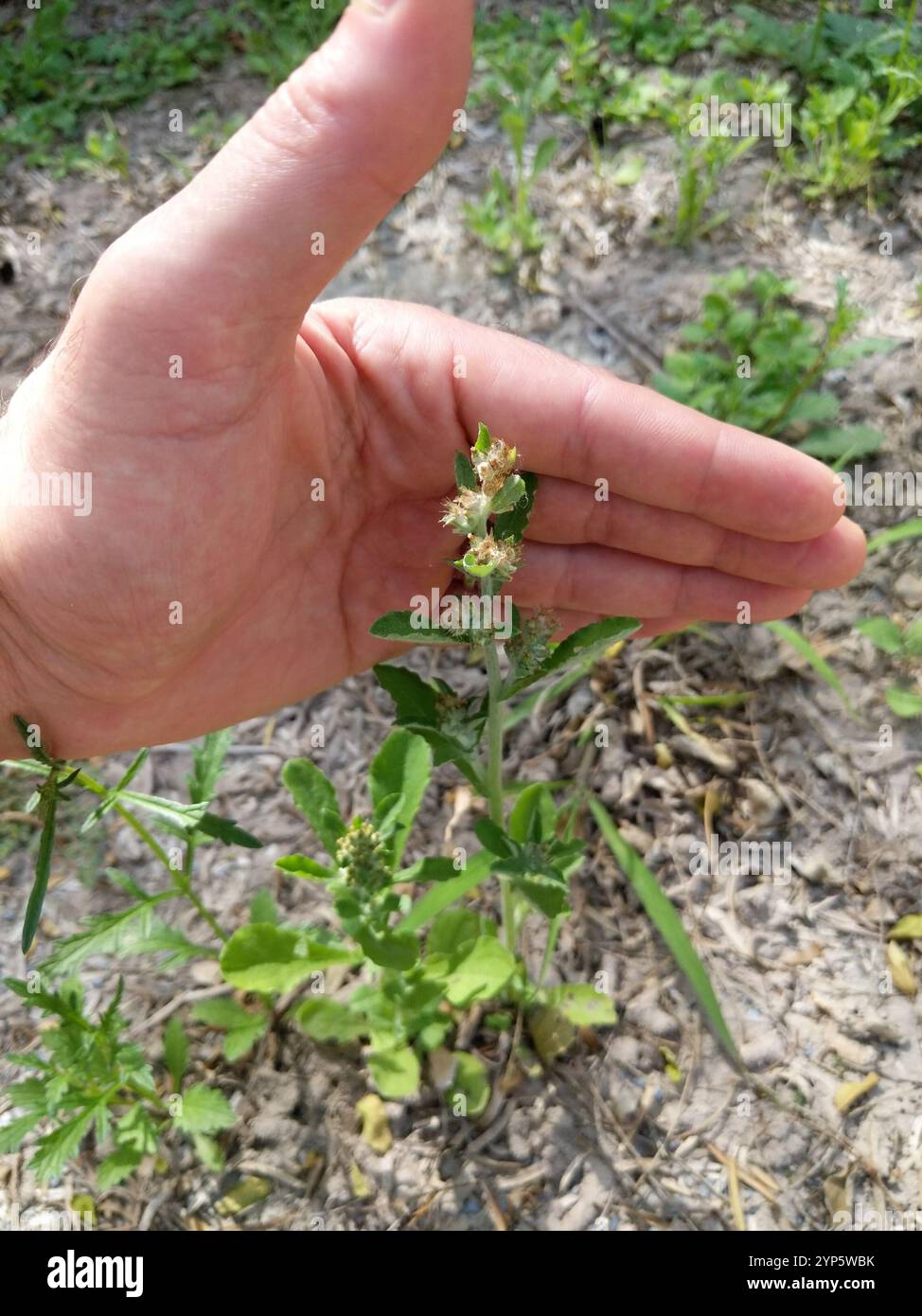 Pennsylvania Cudweed (Gamochaeta pensylvanica Stock Photo - Alamy