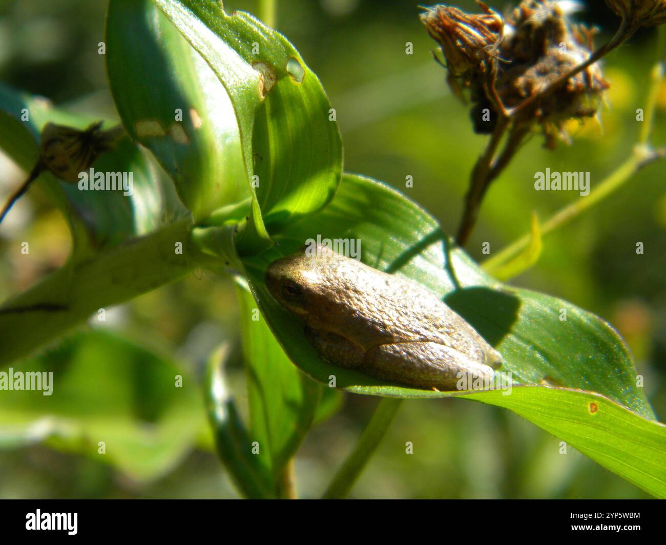 Painted Reed Frog (Hyperolius marmoratus Stock Photo - Alamy