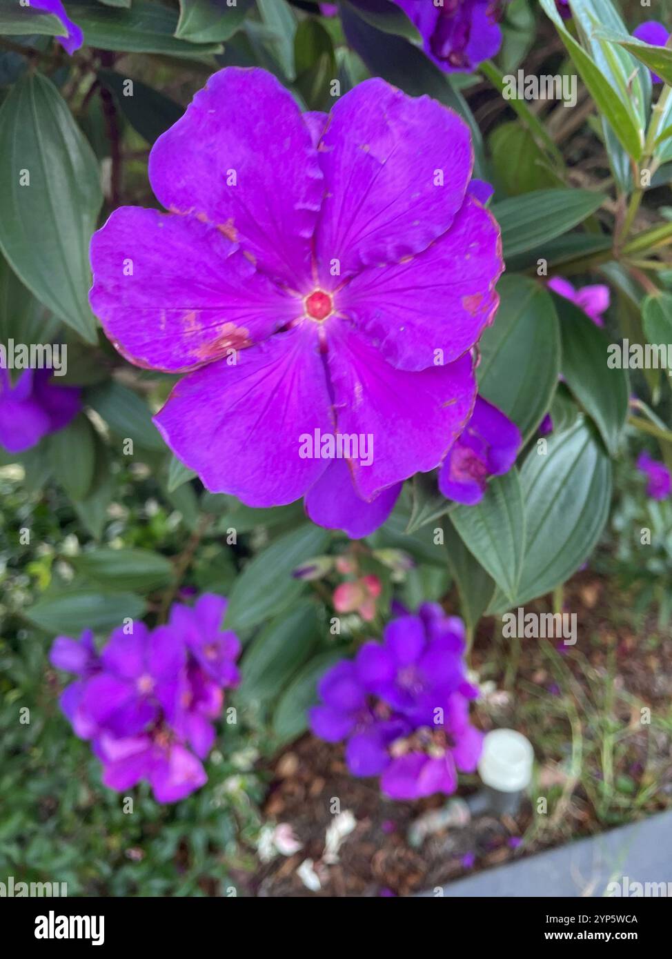 Glory bush (Pleroma urvilleanum Stock Photo - Alamy