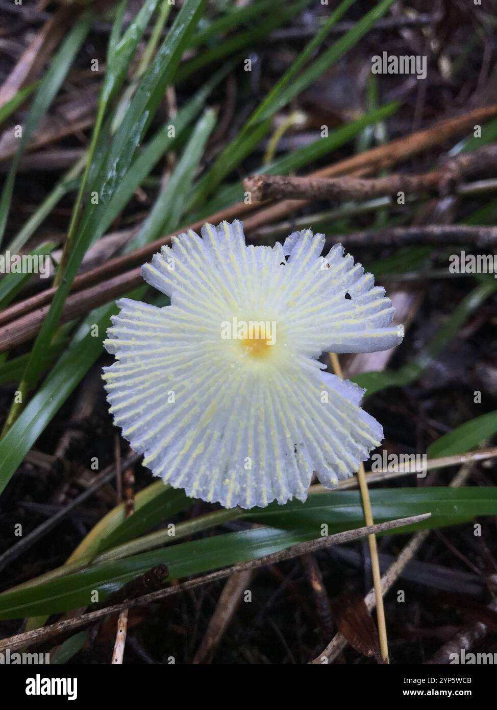 Fragile Dapperling (Leucocoprinus fragilissimus Stock Photo - Alamy