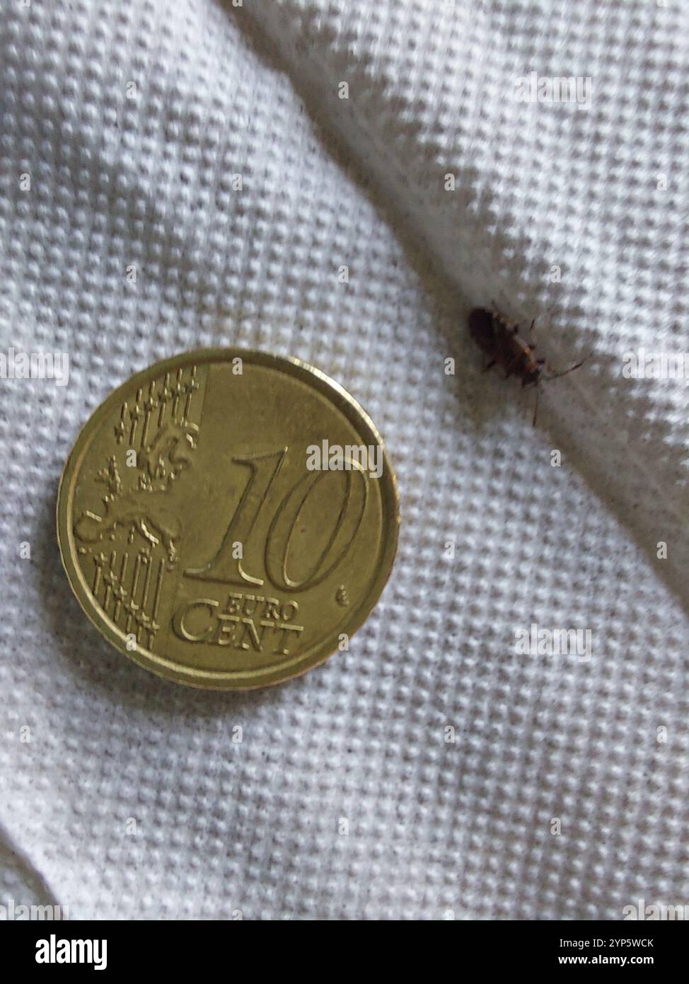 Elm Seed Bug (Arocatus melanocephalus Stock Photo - Alamy