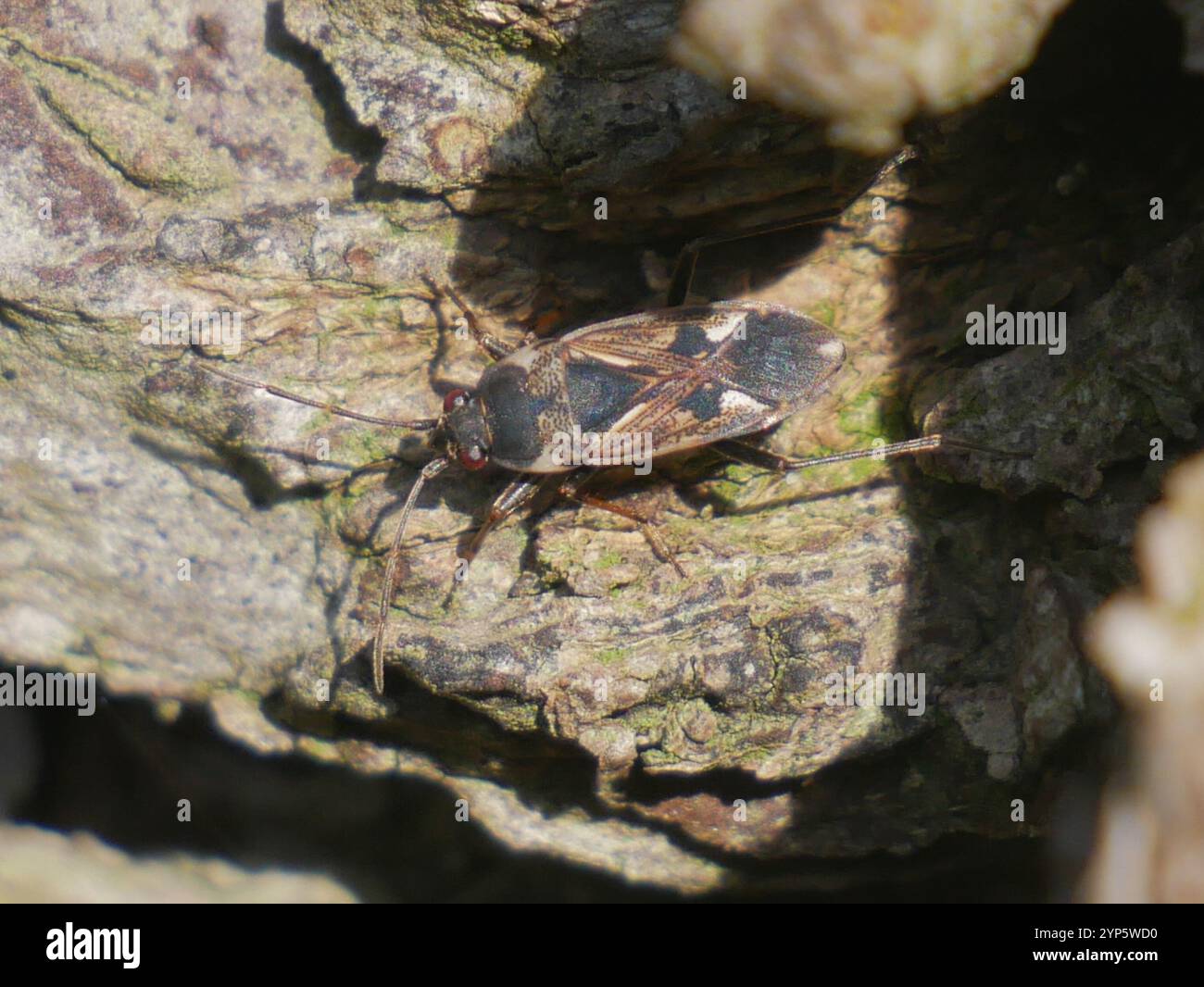 bright-spotted groundbug (Rhyparochromus vulgaris Stock Photo - Alamy