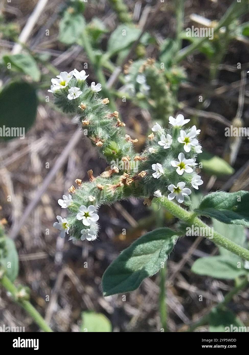 European heliotrope (Heliotropium europaeum Stock Photo - Alamy