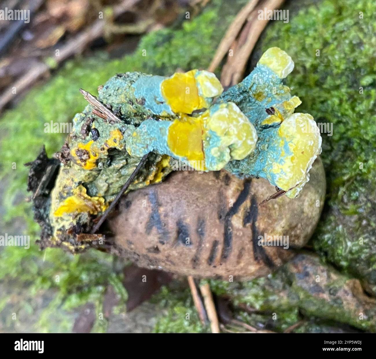 Trichocomaceae hi-res stock photography and images - Alamy