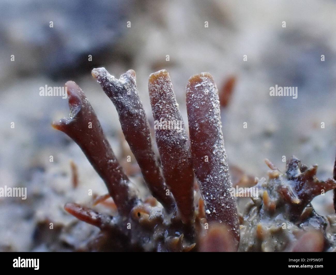 red algae (Rhodophyta Stock Photo - Alamy