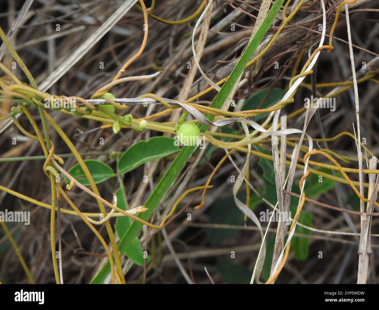 laurel dodder (Cassytha filiformis Stock Photo - Alamy