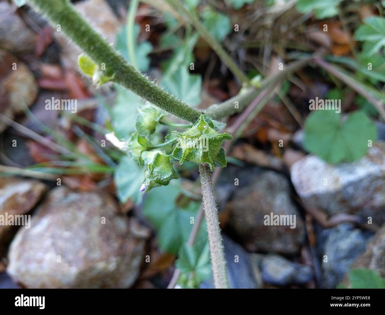 Cretan mallow (Malva multiflora Stock Photo - Alamy