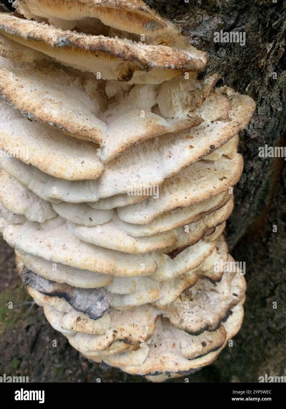 Climacodon septentrionalis hi-res stock photography and images - Alamy