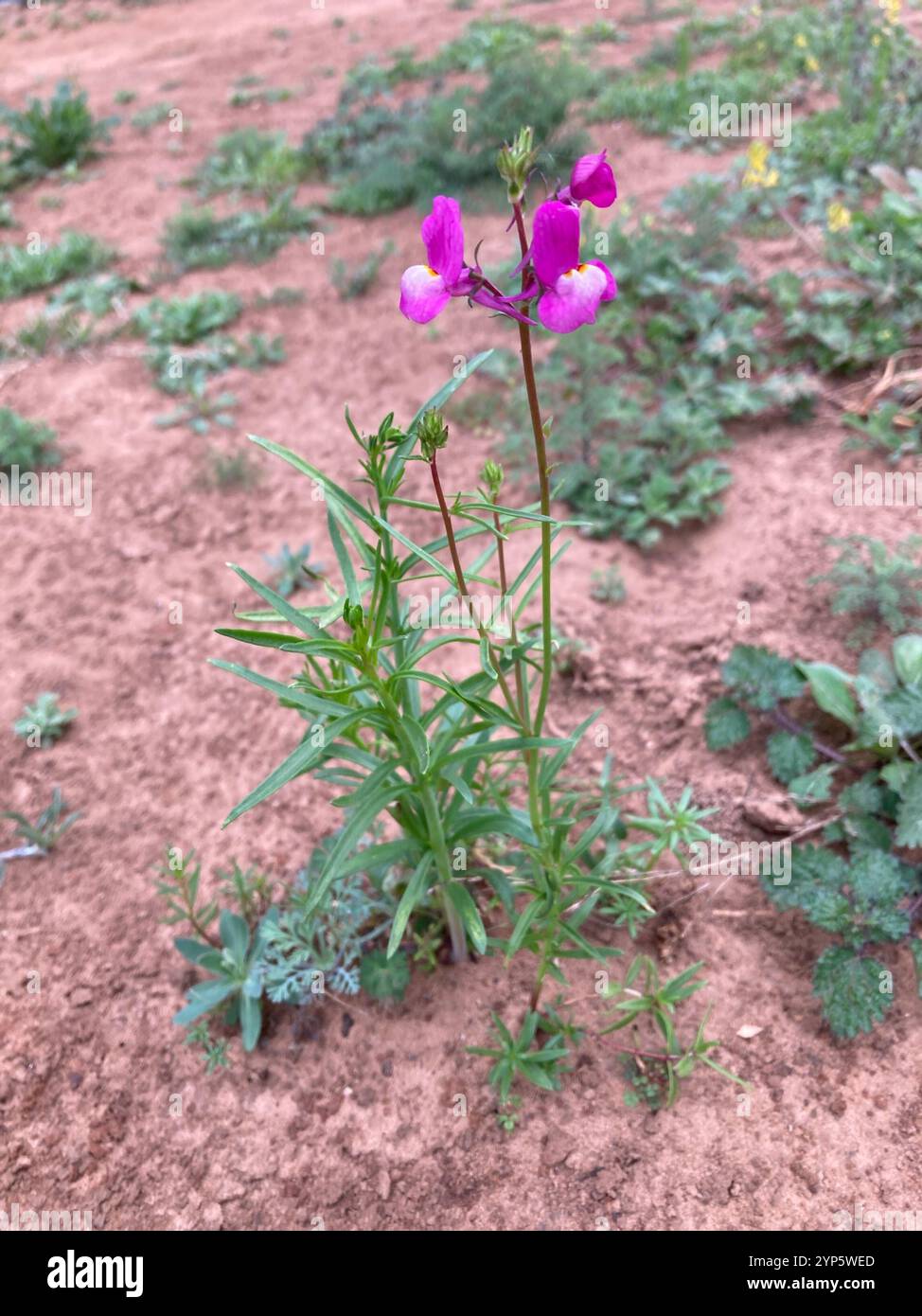 Annual Toadflax (Linaria maroccana Stock Photo - Alamy