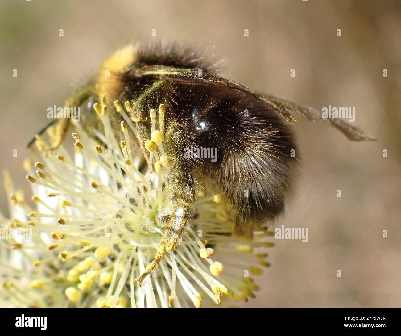 Cuckoo Bumble Bees (Psithyrus Stock Photo - Alamy