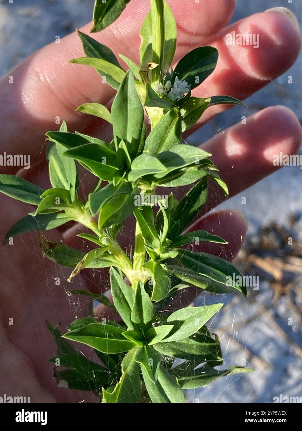 Shrubby false buttonweed spermacoce verticillata hi-res stock ...