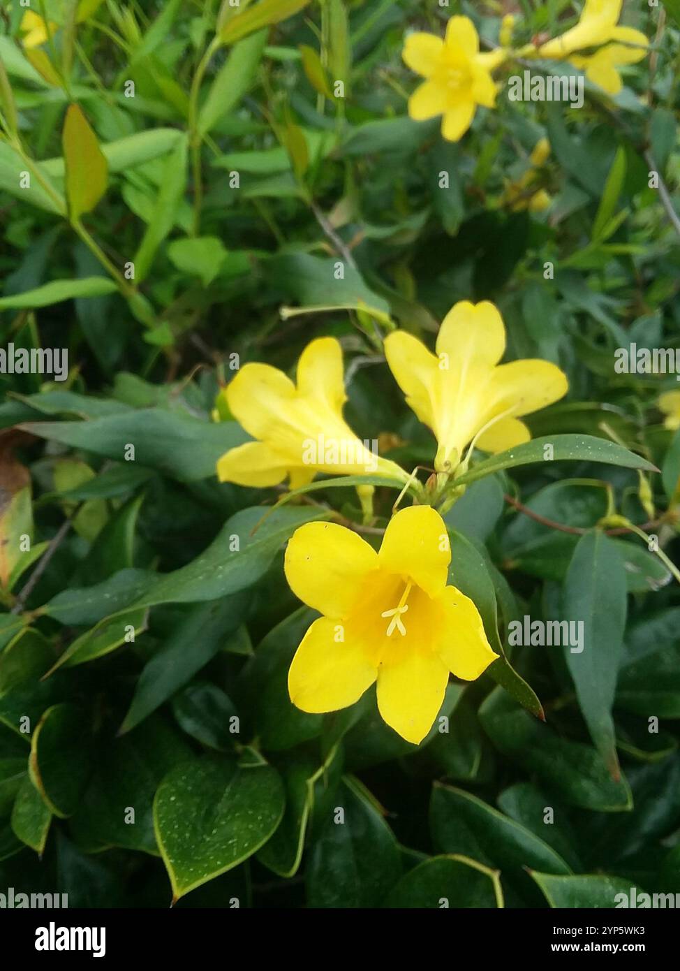 yellow jessamine (Gelsemium sempervirens Stock Photo - Alamy