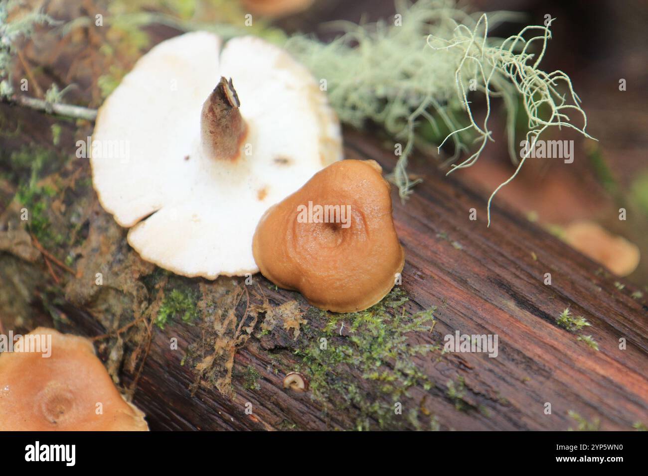 Bay Polypore (Picipes badius Stock Photo - Alamy