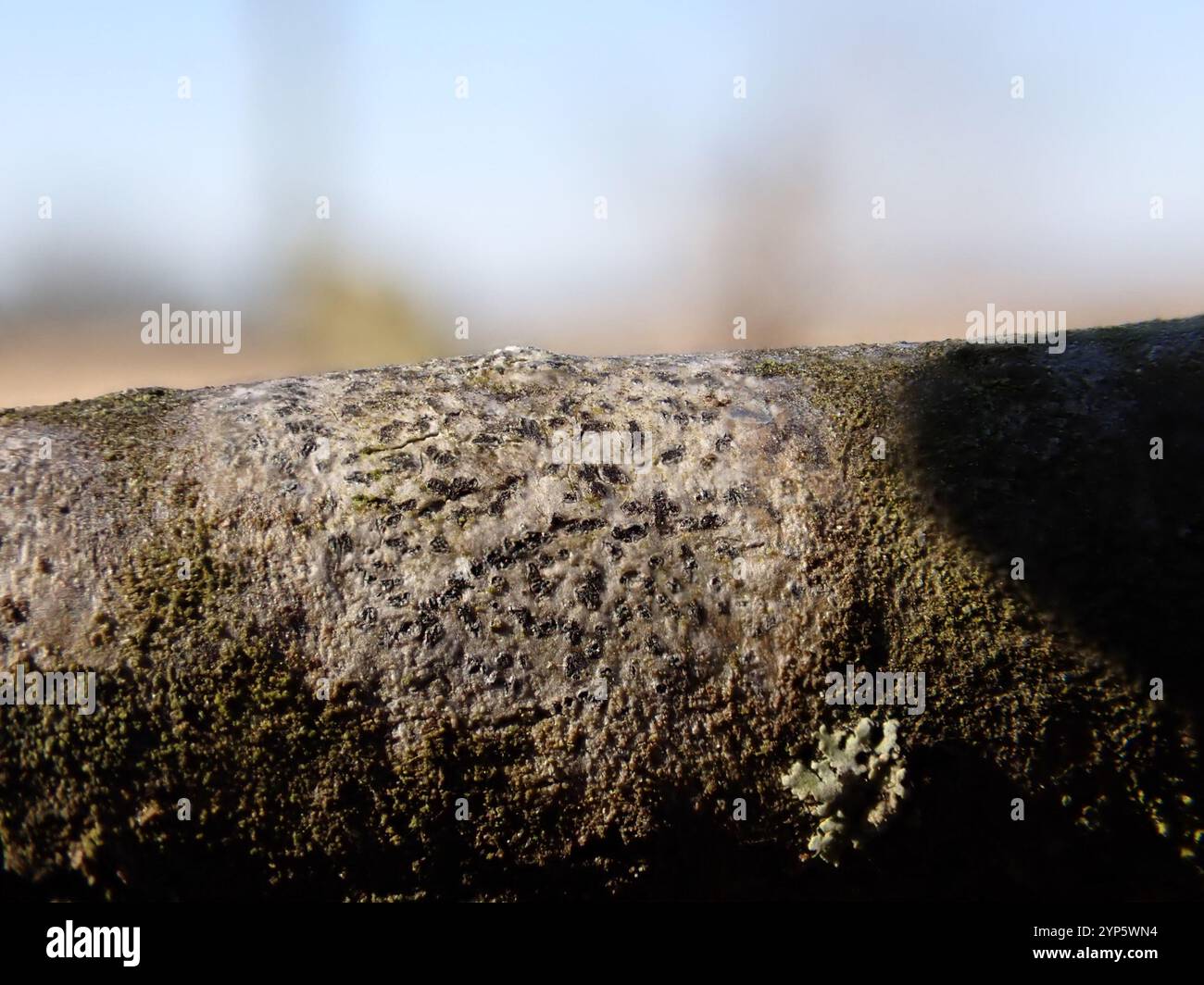 Asterisk Lichen (Arthonia radiata Stock Photo - Alamy