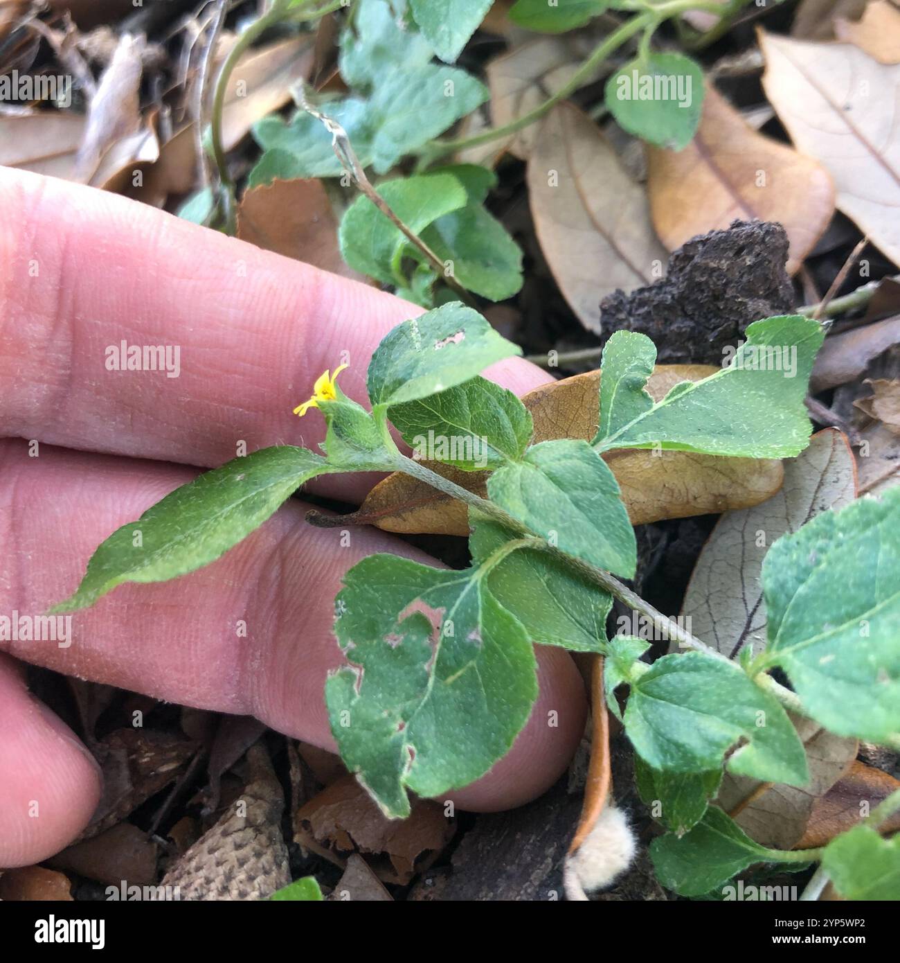 straggler daisy (Calyptocarpus vialis Stock Photo - Alamy