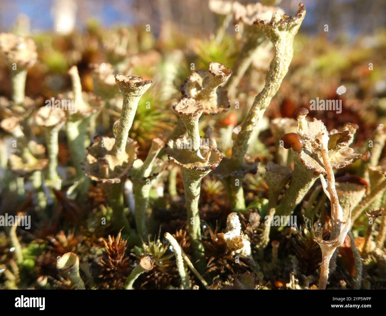 Ladder lichen hi-res stock photography and images - Alamy