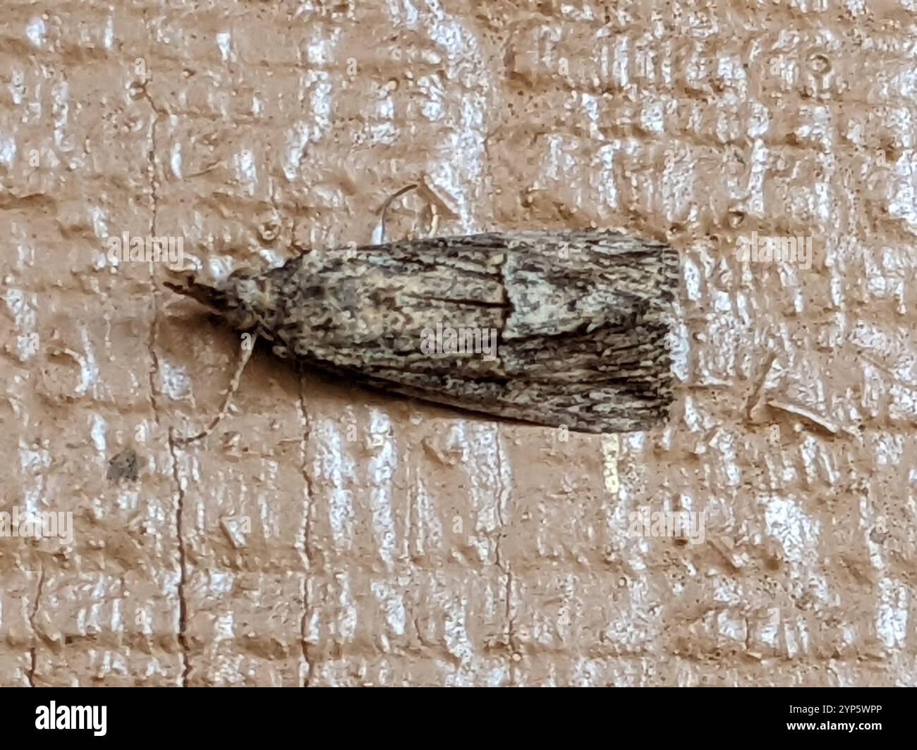 Green Cloverworm Moth (Hypena scabra Stock Photo - Alamy