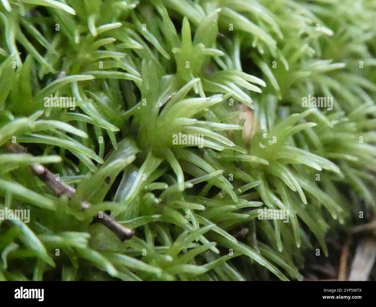 Pincushion Moss (Leucobryum glaucum Stock Photo - Alamy