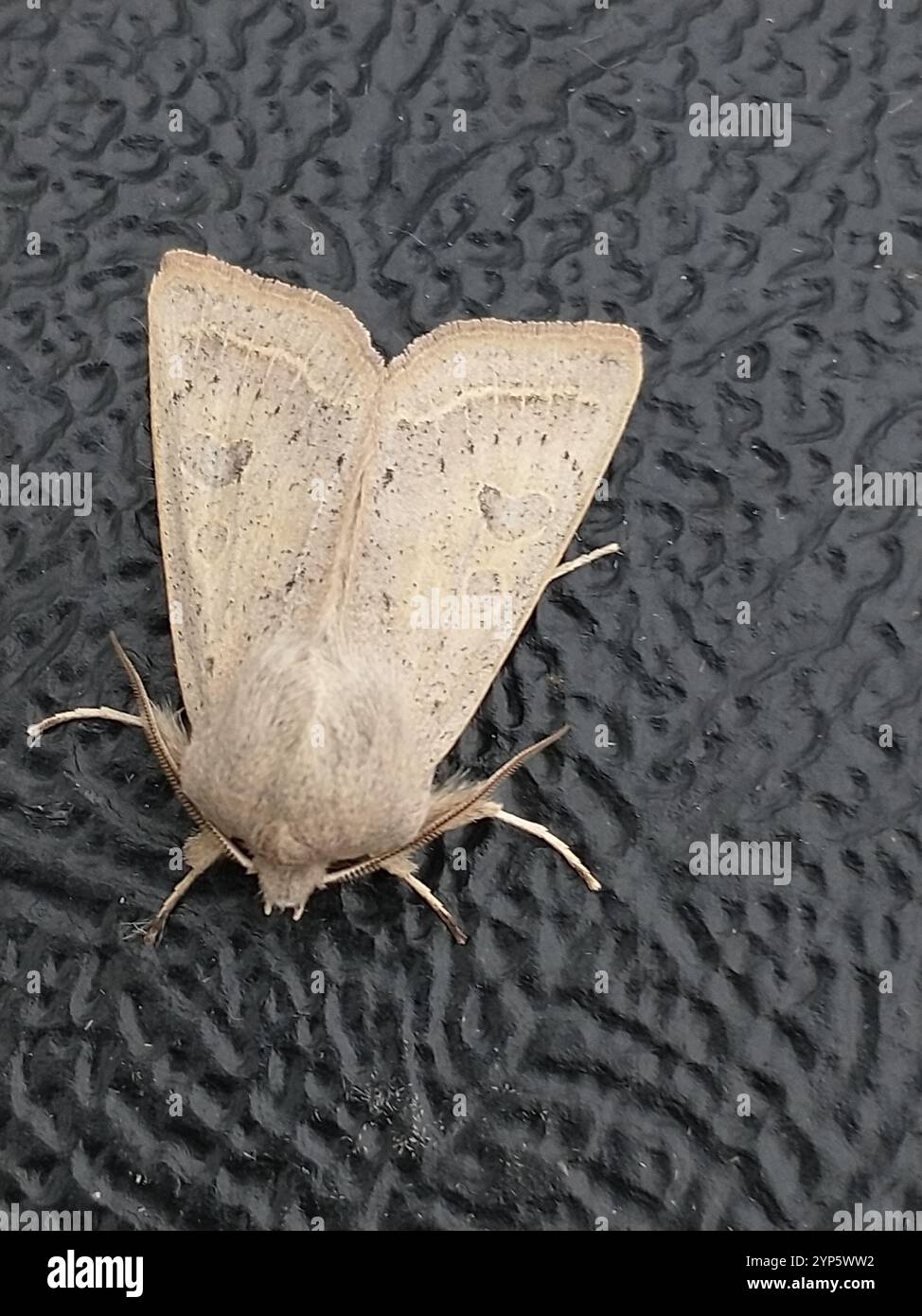 Powdered Quaker (Orthosia gracilis Stock Photo - Alamy